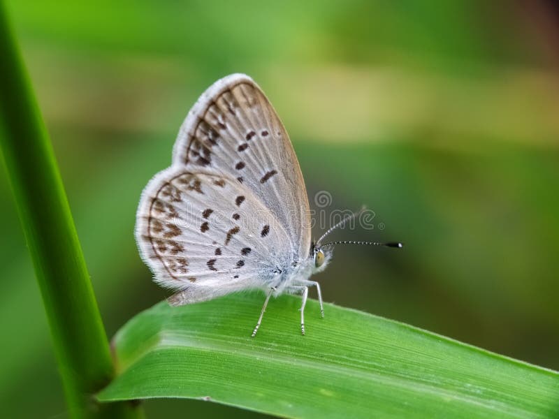 Buterfly on tree stock photo. Image of arthropod, butterfly - 265815810