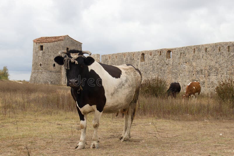 Venetian Triangular Castle with Cow, Buthrotum Triangular Castle ...
