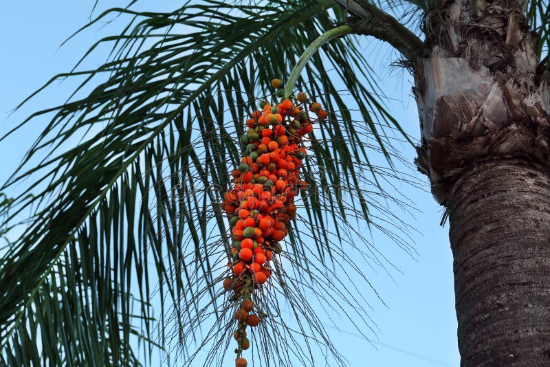 Butia Palm with Growing Fruits, Bottom View Stock Photo - Image of palm ...