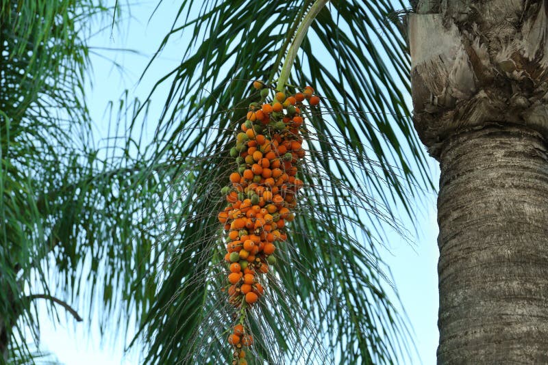 Butia Palm with Growing Fruits, Bottom View Stock Photo - Image of ...