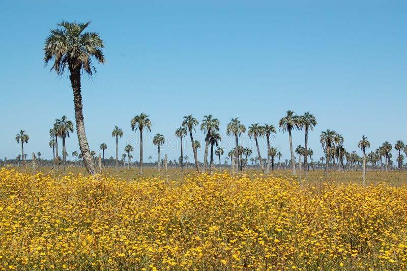 Butia Palms stock photo. Image of palms, flowers, palm - 1759714