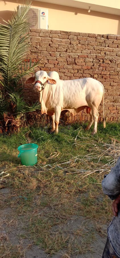 Bofelow Stock Photos - Free & Royalty-Free Stock Photos from Dreamstime