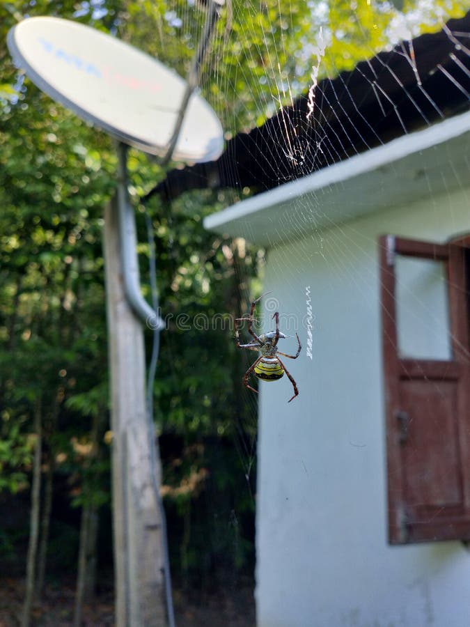 Spider Web Dutifully Nature India Stock Image - Image of butifully ...
