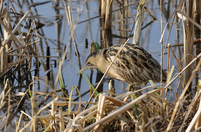 Butor étoilé grand photo stock. Image du sauvage, oiseau - 21884662
