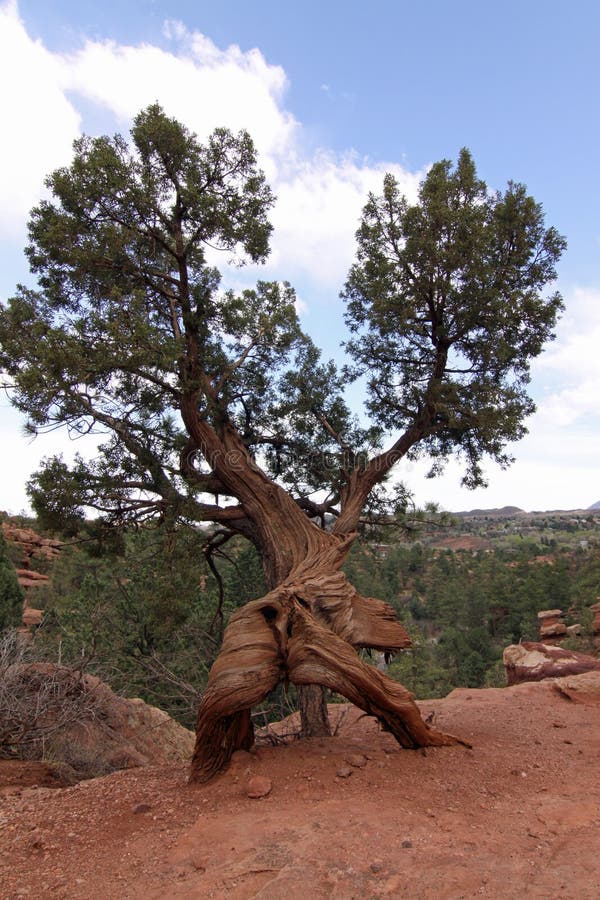 Tree stock image. Image of arizona, colorado, trunk, twisted - 37691999