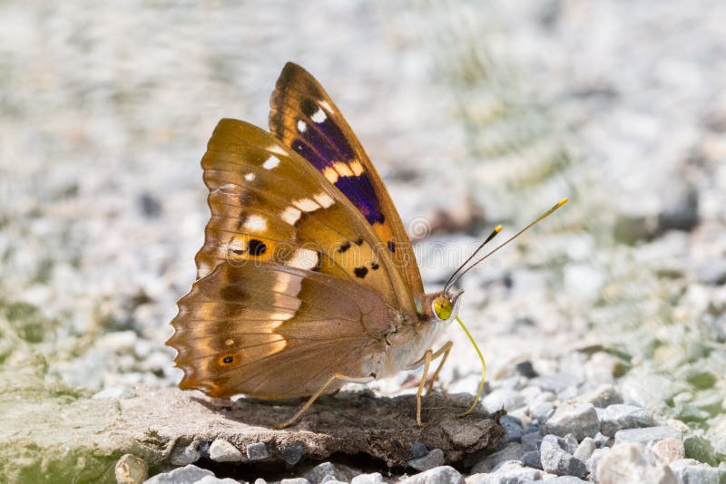 Buttefly close up stock image. Image of majestic, animal - 84534291