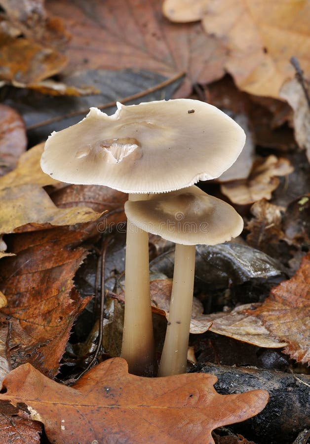 Butter Cap Fungi stock image. Image of vertical, collybia - 22268019