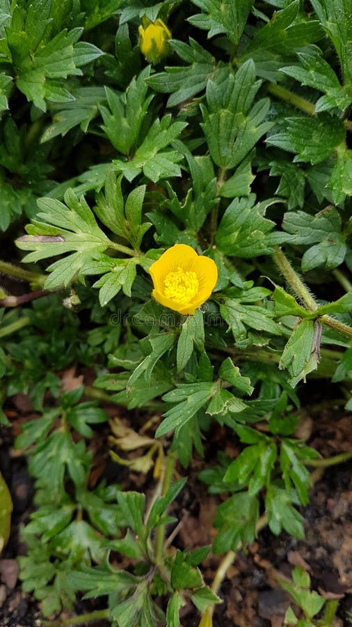 Butter cup stock image. Image of nearby, park, flower - 92911649
