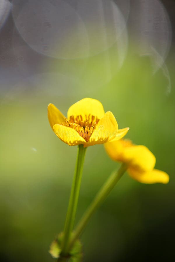 Butter cups stock photo. Image of buttercup, green, corner - 39498570