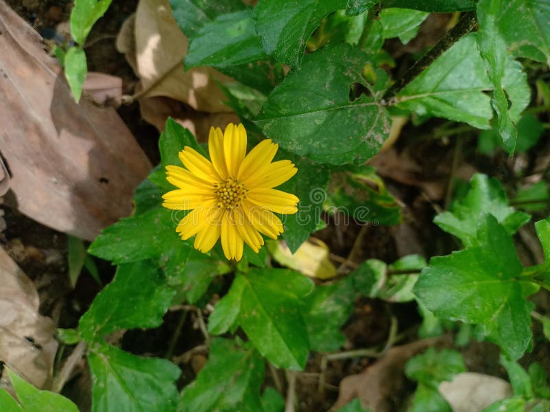 Butter daisy flower stock photo. Image of petal, garden - 237226920