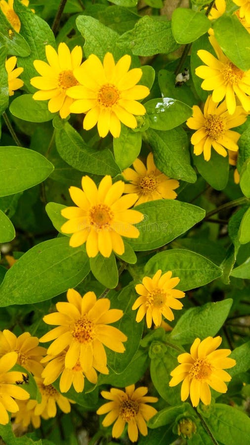 Butter Daisy Melampodium Divaricatum Stock Image - Image of daisy ...