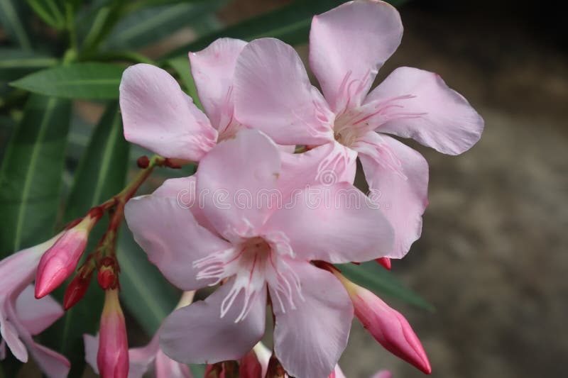 Butter Flower Has Very Beautiful Stock Photo - Image of blossom ...