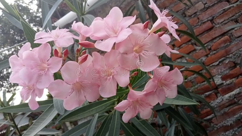 Butter Flower, Oleander or Japanese Flower is a Shrub Plant Stock Photo ...