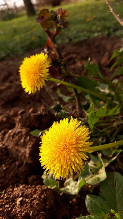 Butter flower stock image. Image of green, flower, yellow - 113940311