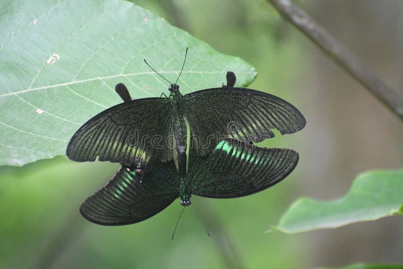 Butter fly - stock image. Image of macrolepidopteran - 249506883