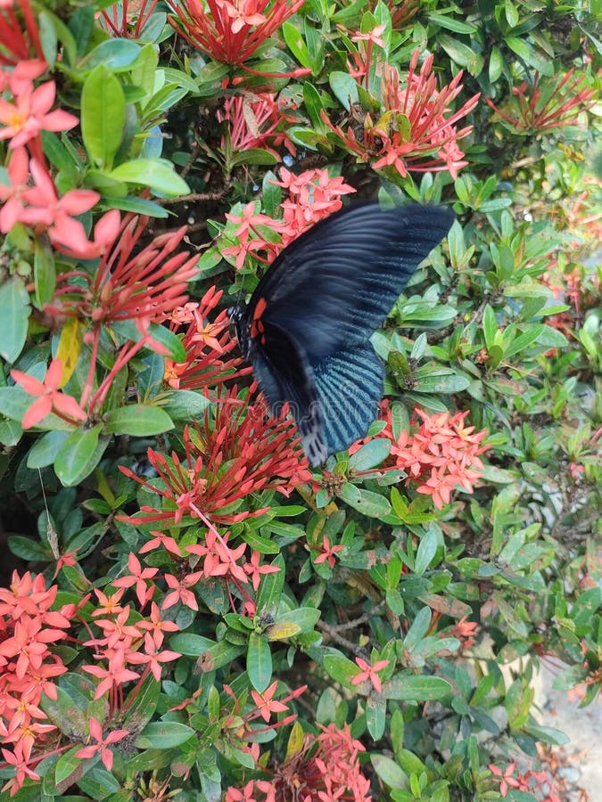 Butter Fly Black and Flower Stock Image - Image of blaand, butter ...