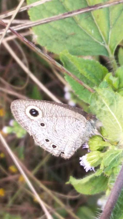 Butter fly stock photo. Image of beautiful, flying, bugs - 104056880