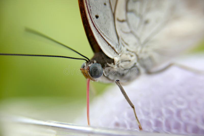 Butter Fly close up stock photo. Image of petal, beauty - 43185130
