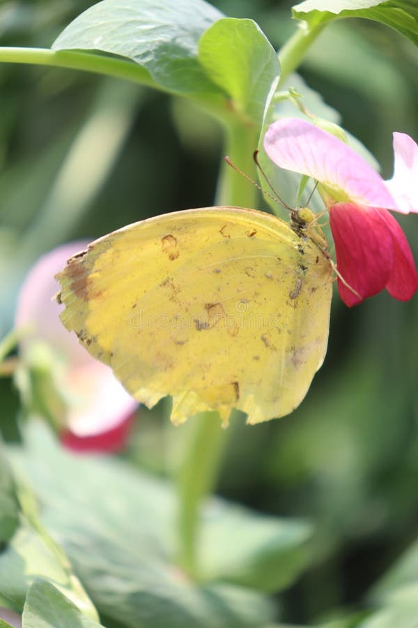 Butter Fly Colour are so Good Like a Queen Stock Image - Image of like ...