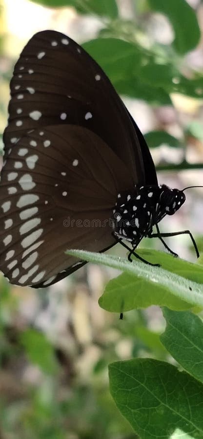 Youtube Indian Girls Stock Photos - Free & Royalty-Free Stock Photos ...