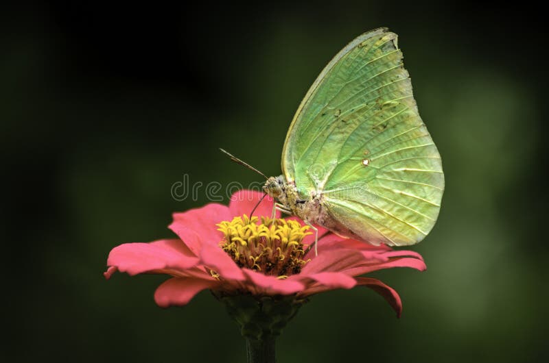 Butter fly stock image. Image of golden, asian, mantra - 45231945