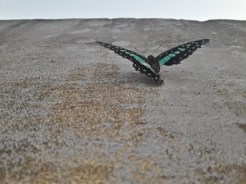 Butter fly on the wall stock photo. Image of closeup - 162139648