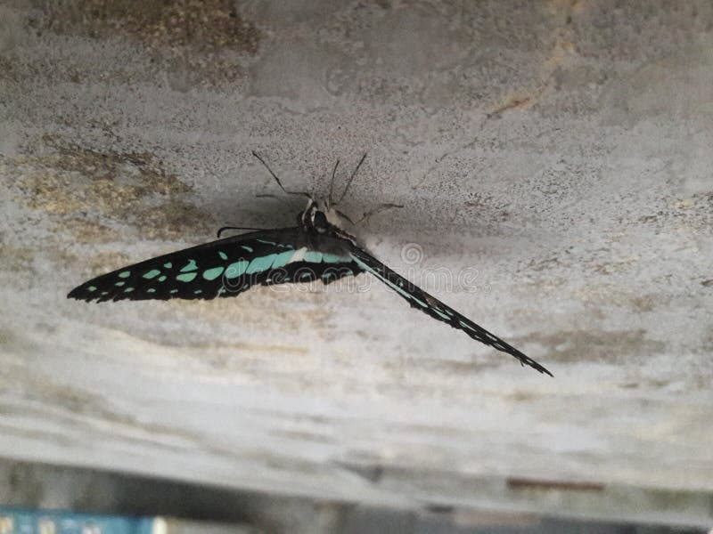 Butter fly on the wall stock photo. Image of beautifully - 162139756