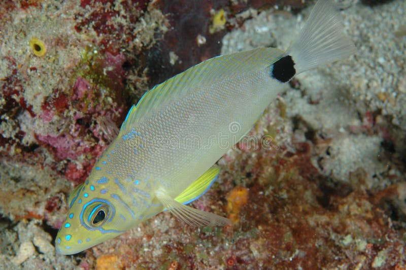 Butter Hamlet stock image. Image of florida, butterflyfish - 7405271