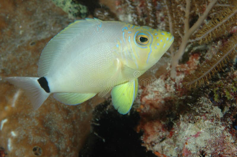 Butter Hamlet stock image. Image of gamefish, ocean, biology - 7447777