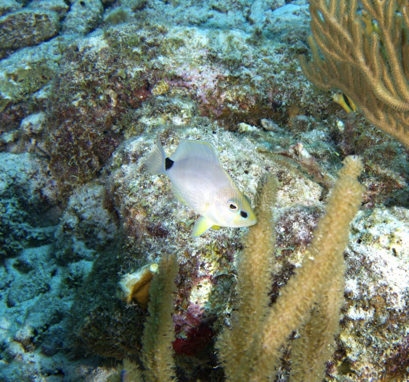 Butter Hamlet Fish stock image. Image of bonaire, aquarium - 233907353