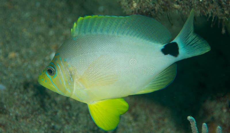 Butter Hamlet-Hypoplectrus Unicolor Stock Image - Image of bicolor ...