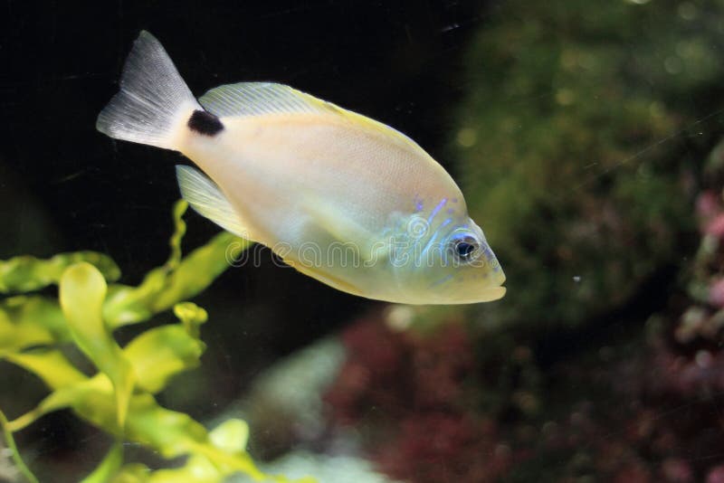 Butter Hamlet on a reef. stock photo. Image of polyps - 32553824