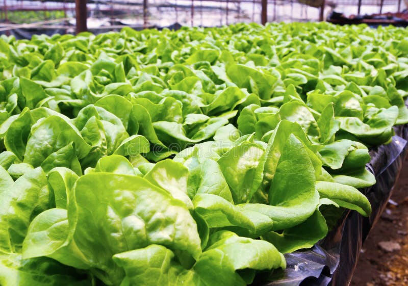 Butter Head stock photo. Image of plants, food, vegetables - 24191894