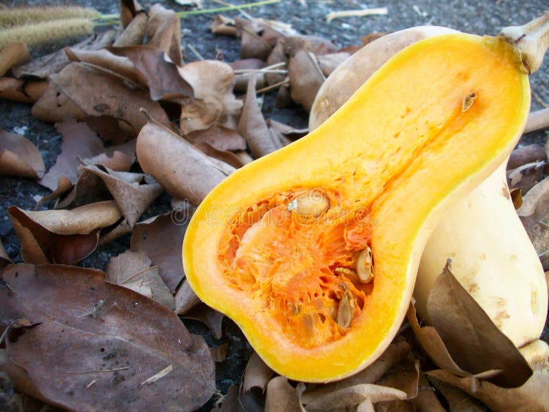 Nut butter portions stock photo. Image of butter, buffet - 5684116