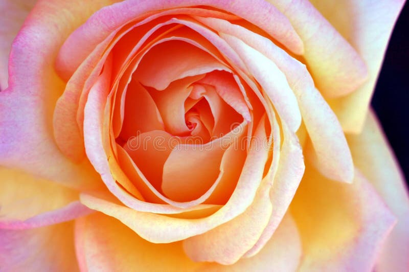Butter Rose stock photo. Image of details, buttery, rose - 7084086