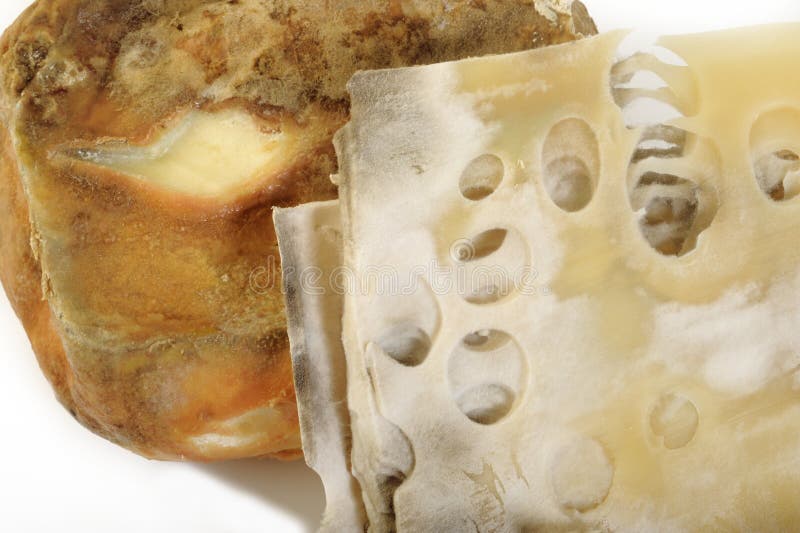 Rotten cheese stock image. Image of cheese, microorganism - 76267031