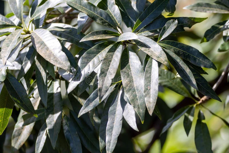 Butter Tree Leaves, Madhuca Longifolia Stock Image - Image of leaf ...