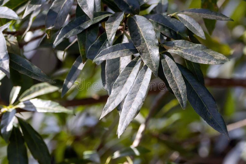 Butter Tree Leaves, Madhuca Longifolia Stock Photo - Image of leaves ...