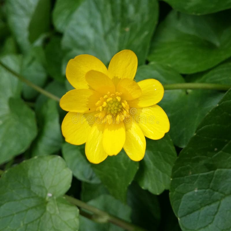 Butter Yellow Parquet Flooring Stock Image - Image of hardwood, close ...