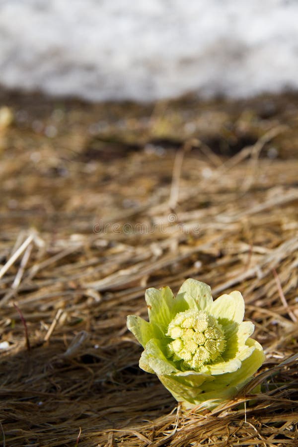 Butterbur flower stalk stock photo. Image of scape, asia - 26437544