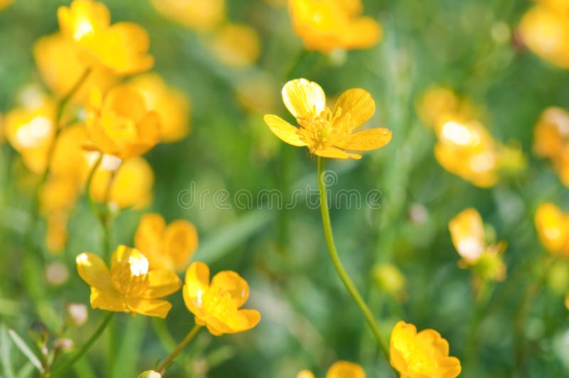 Buttercup stock image. Image of gardening, head, botany - 9725737