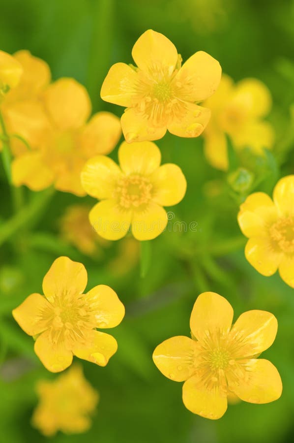 Buttercup stock image. Image of closeup, color, season - 14386099
