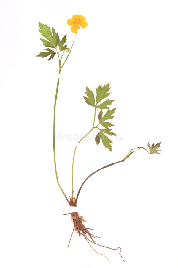 Buttercup stock photo. Image of pressed, crowfoot, compressed - 19516410