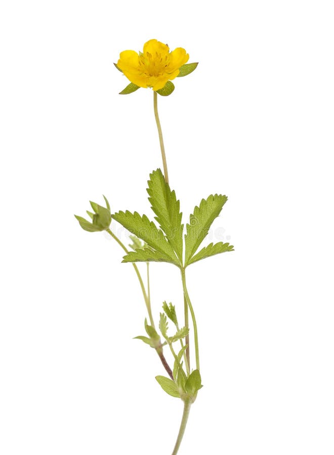 Buttercup stock image. Image of seansonal, fine, spring - 20137