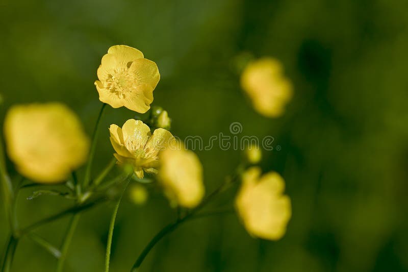 Buttercup stock photo. Image of beautiful, blue, season - 640982
