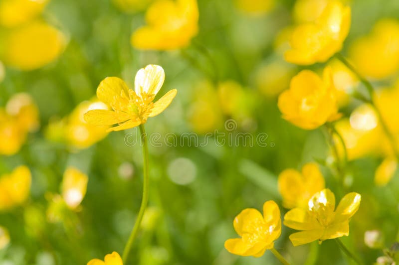 Buttercup stock image. Image of gardening, head, botany - 9725737