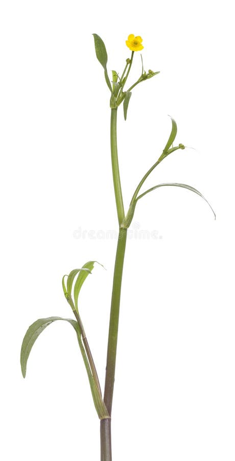 Buttercup stock image. Image of single, ranunculus, stem - 31394653