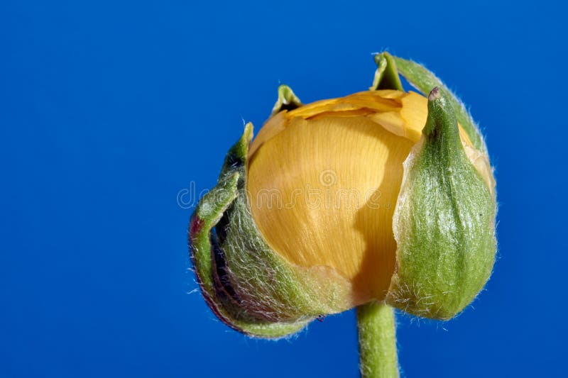 Buttercup Bud in the Studio on Stock Image - Image of stamen, zoom ...