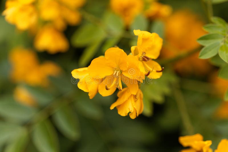 Buttercup Bush Senna Corymbosa Stock Photo - Image of nature, blossom ...