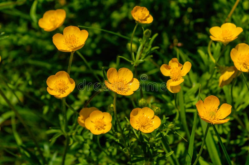 Buttercup or Creeping Buttercup in a Garden in Spring, Ranunculus ...